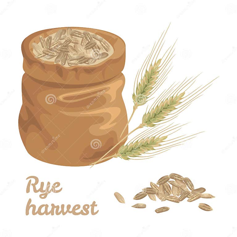 Rye Grains Bag Isolated on White Background. Vector Ears of Rye and ...