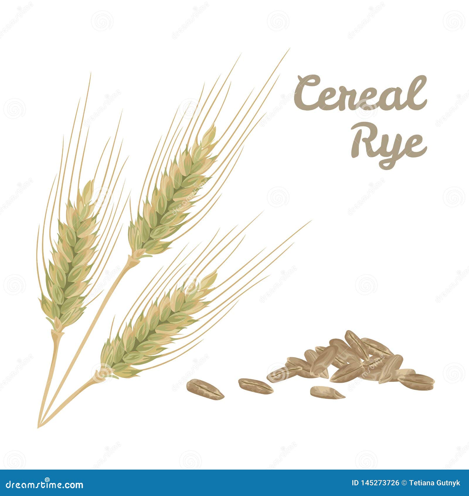 Ears of Rye and Pile of Grains. Vector Illustration Stock Vector ...
