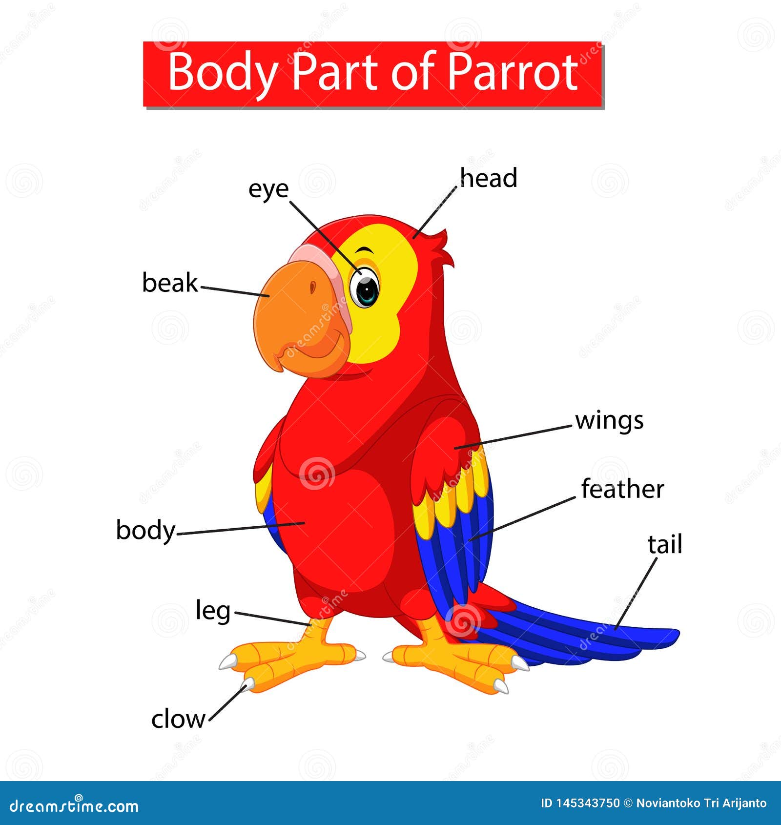 Diagram Showing Body Part of Parrot Stock Vector - Illustration of ...