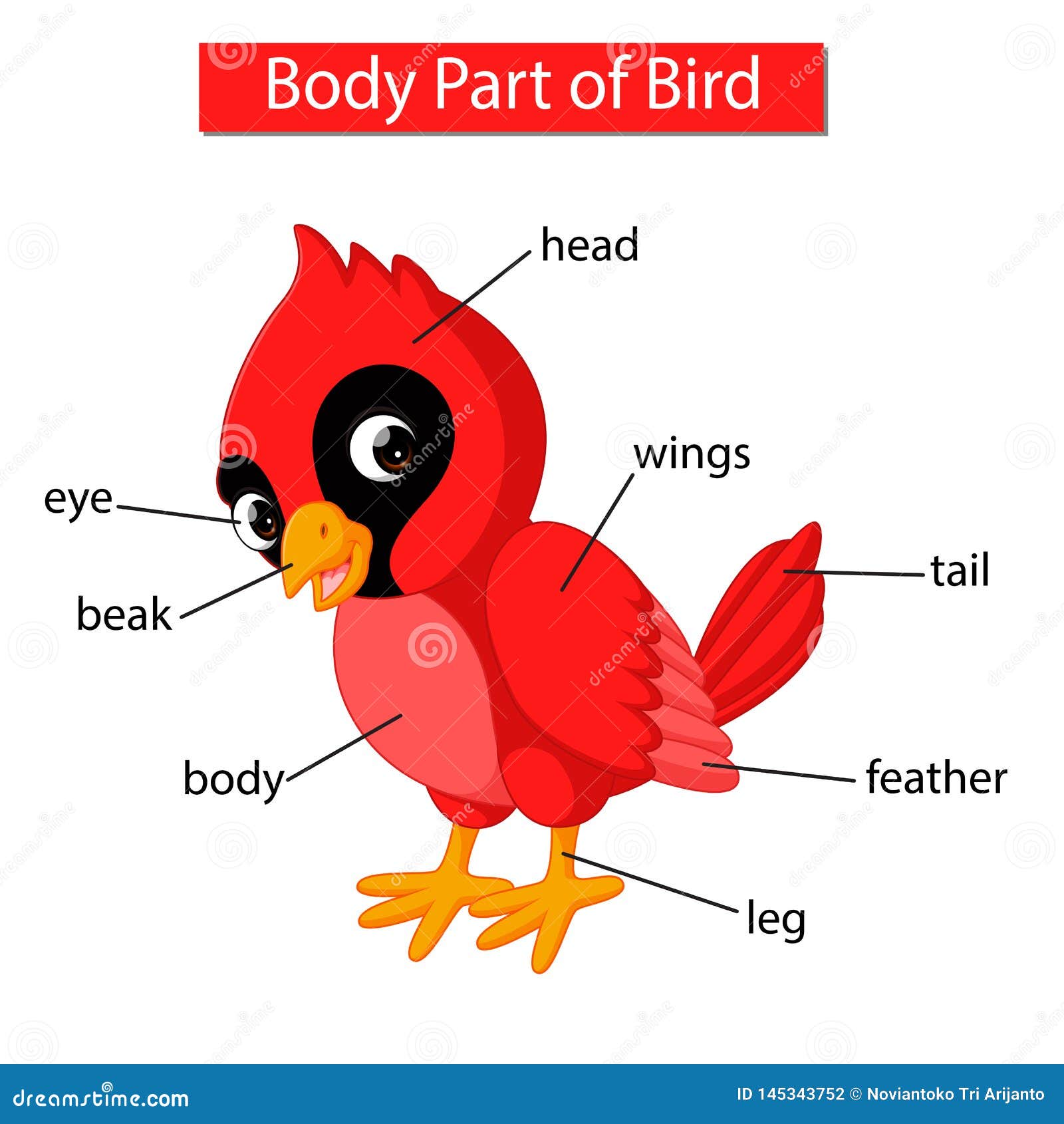 Diagram Showing Body Part of Red Cardinal Bird Stock Vector ...
