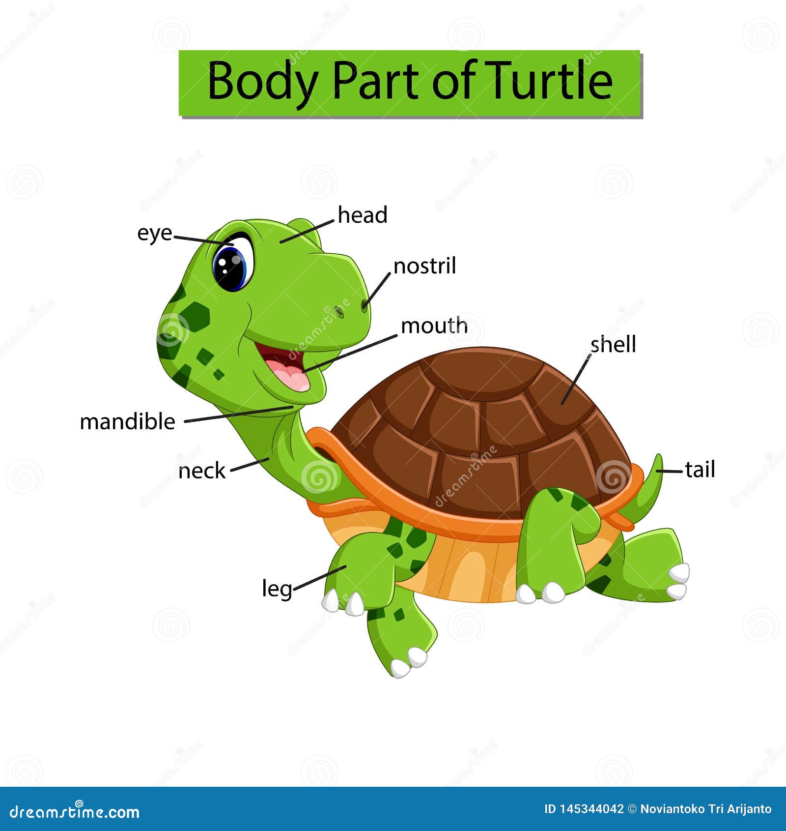 Diagram Showing Body Part of Turtle Stock Vector - Illustration of ...