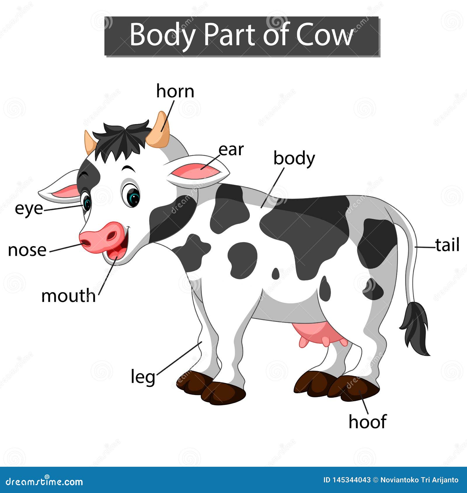 Diagram Showing Body Part of Cow Stock Vector - Illustration of nose ...