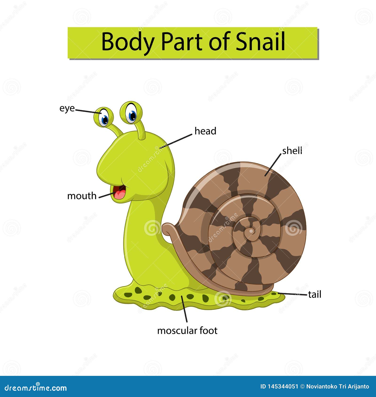 Diagram Showing Body Part of Snail Stock Vector - Illustration of ...