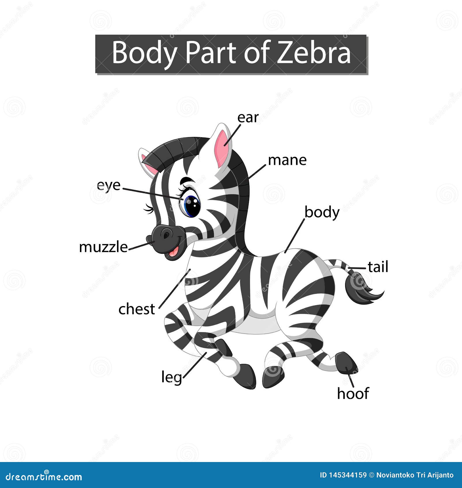 Diagram Showing Body Part of Zebra Stock Vector - Illustration of body ...