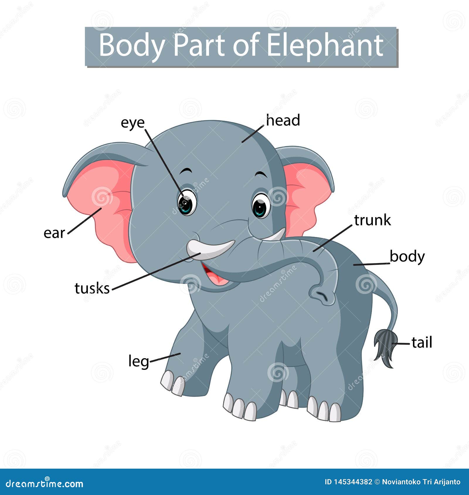Diagram Showing Body Part of Elephant Stock Vector - Illustration of ...