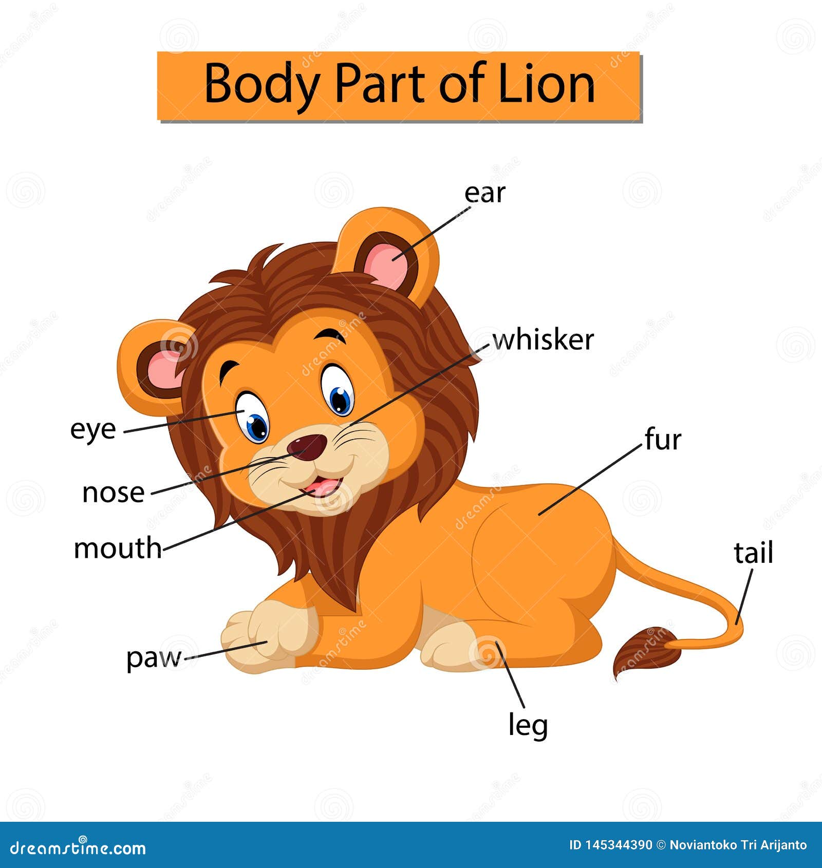Diagram Showing Body Part of Lion Stock Vector - Illustration of ...