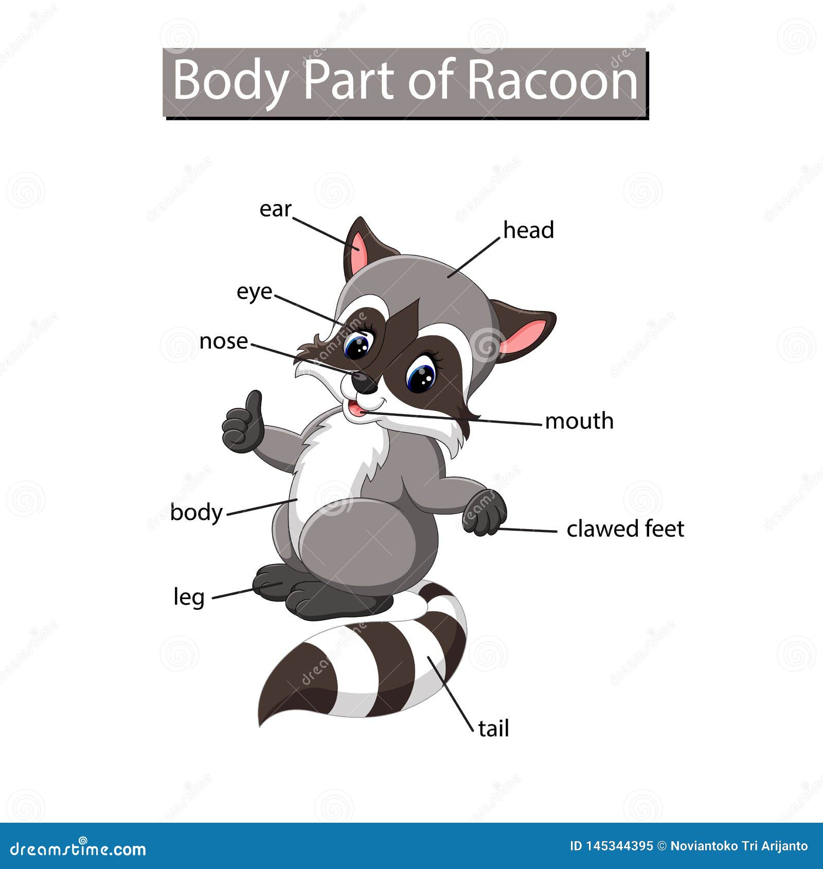 Diagram Showing Body Part of Raccoon Stock Vector - Illustration of ...
