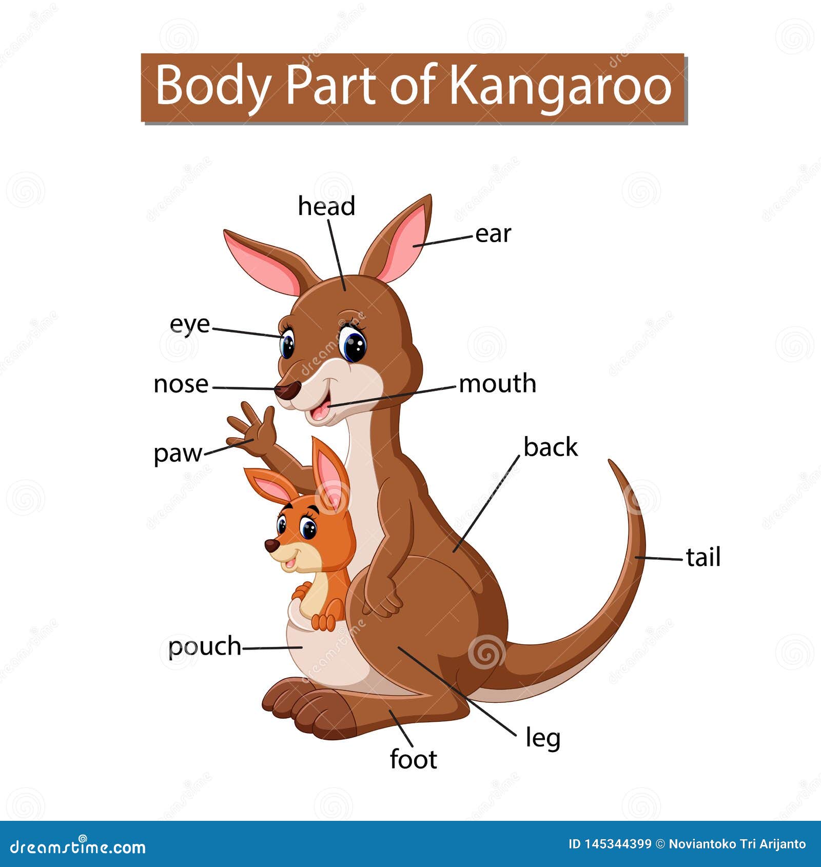 Diagram Showing Body Part of Kangaroo Stock Vector - Illustration of ...