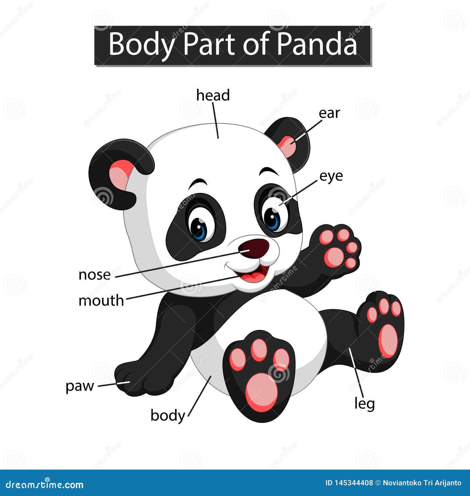 Diagram Showing Body Part of Panda Stock Vector - Illustration of black ...
