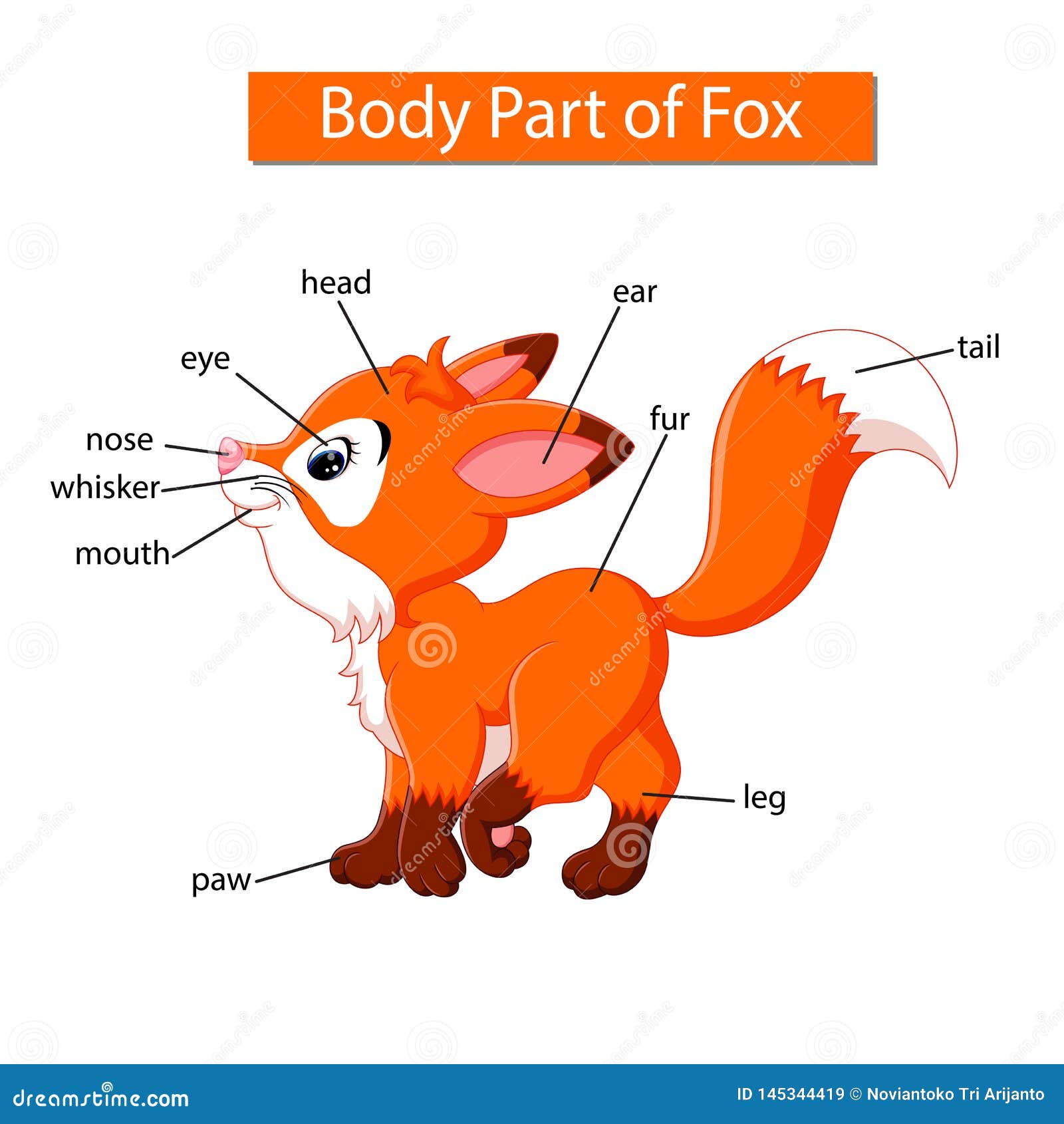 Diagram Showing Body Part of Fox Stock Vector - Illustration of pattern ...