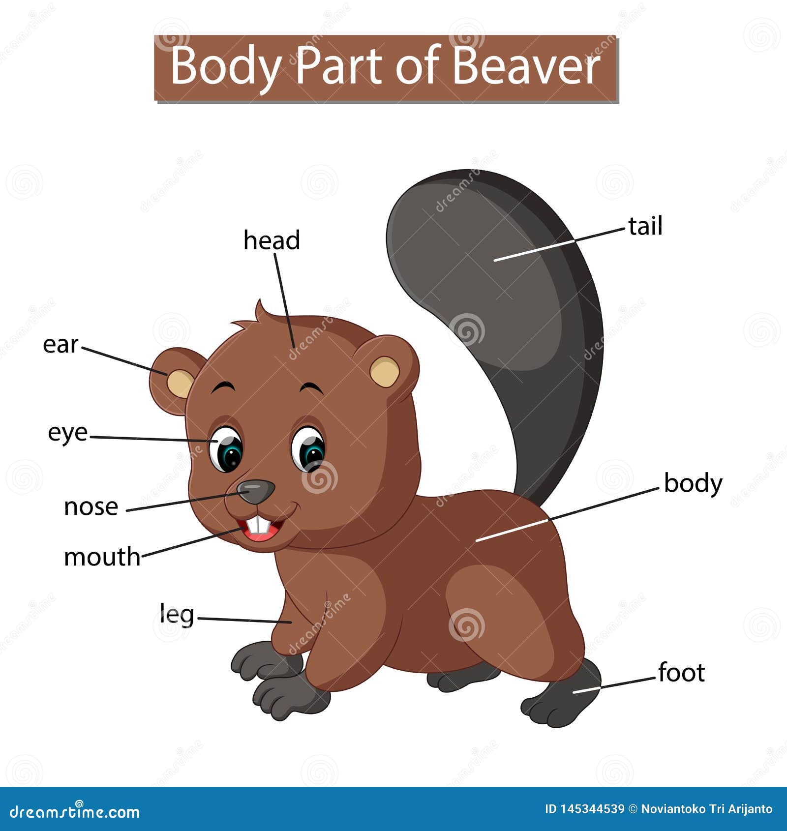 Diagram Showing Body Part of Beaver Stock Vector - Illustration of ...