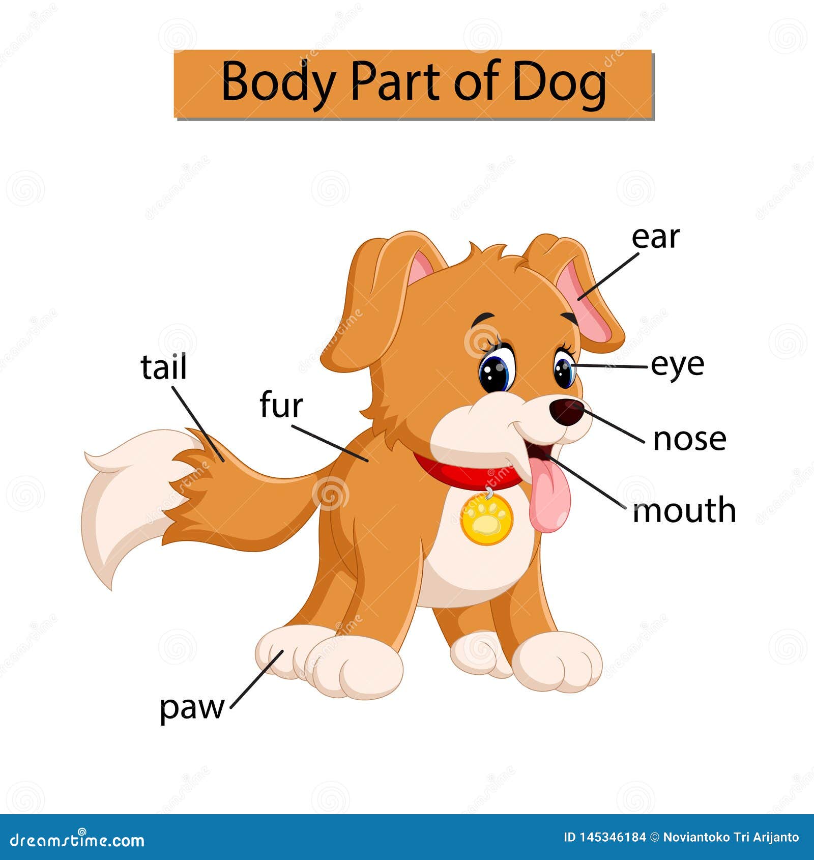 Diagram Showing Body Part of Dog Stock Vector - Illustration of nose ...