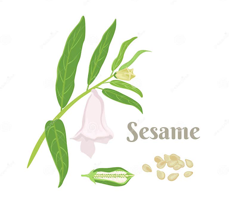 Sesame Plant Vector Illustration. Sesame Branch with Green Leaves ...