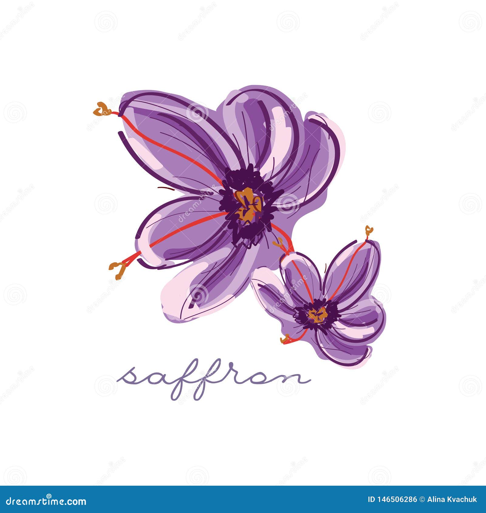 Saffron Vector Bright Icon Isolated on Background with Text. Hand Drawn ...