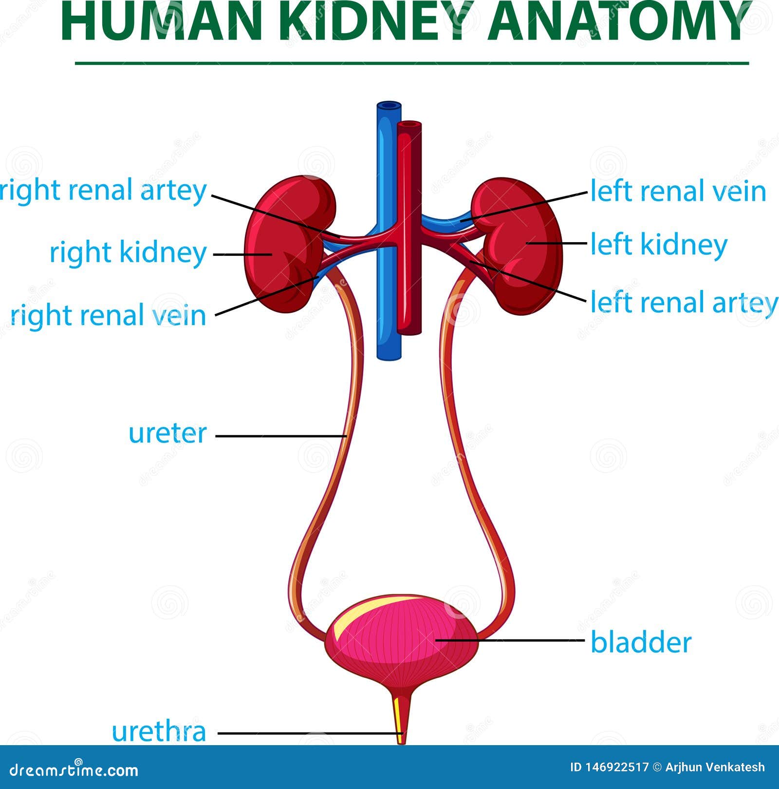Creative Human Kidney Anatomy Design with Touch Points Words Stock ...