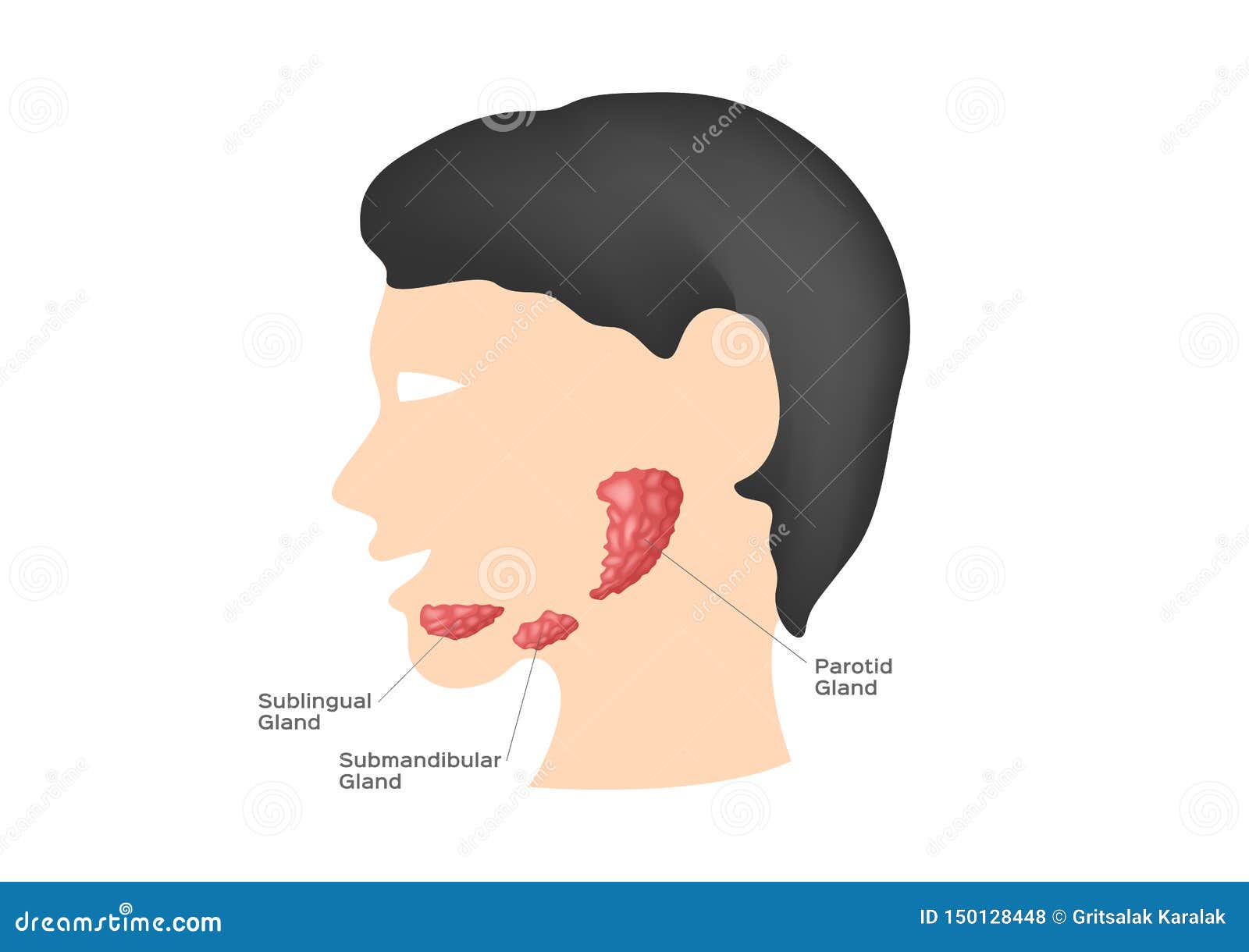 Sublingual Cartoons, Illustrations & Vector Stock Images - 218 Pictures ...