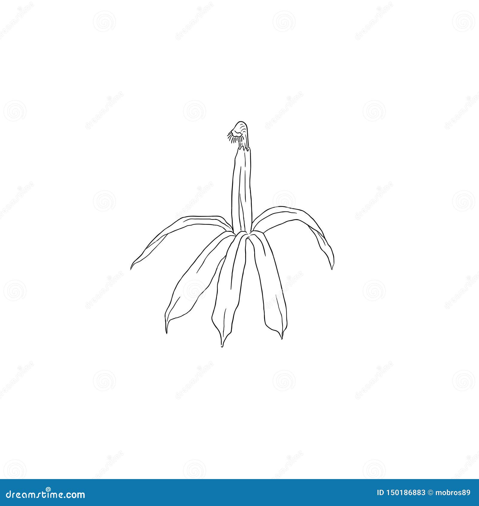 Lobelia Flower Drawing