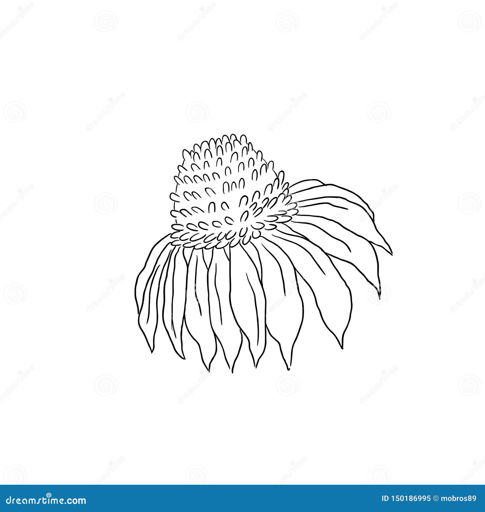 Black Line Art ConeFlower Vector Stock Illustration - Illustration of ...