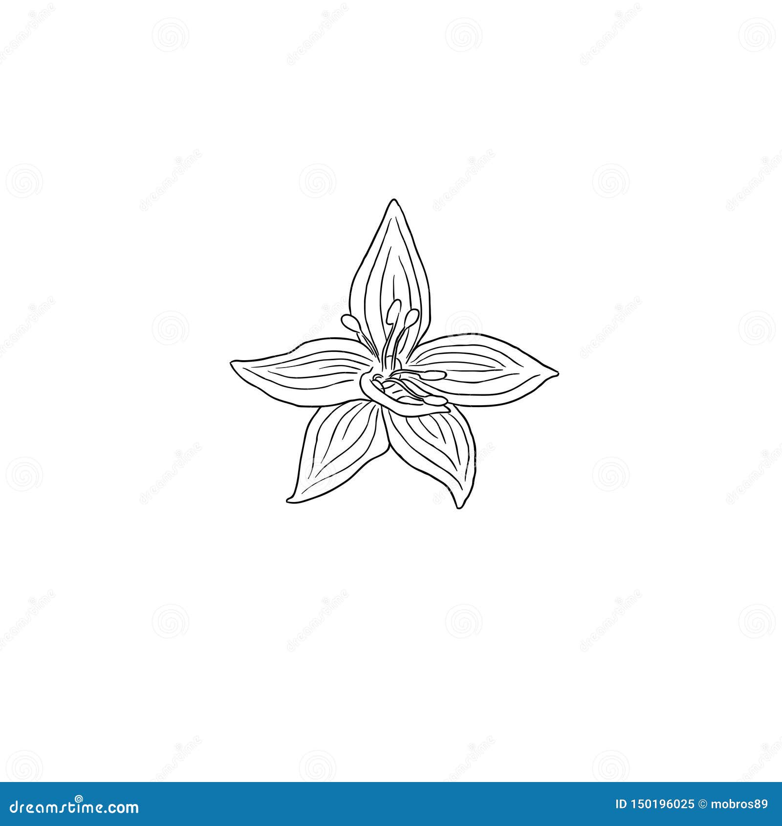 Black Line Art Dianella Flower Flax Lily Vector Line Royalty-Free Stock ...