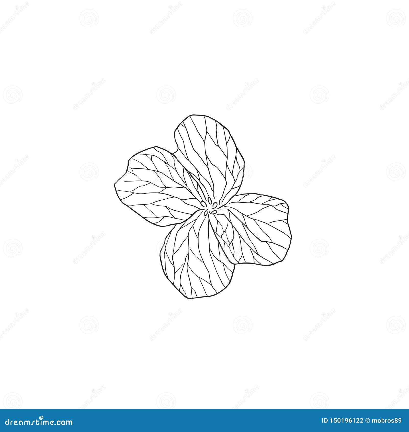 Black Line Art Cuckoo Flower Vector Lady SMock Stock Illustration ...