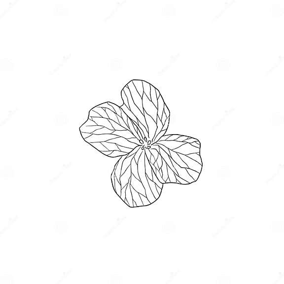 Black Line Art Cuckoo Flower Vector Lady SMock Stock Illustration ...