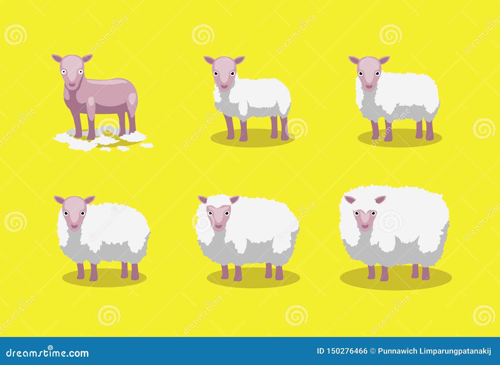 Sheep Cute Growing Stages Cartoon Vector Illustration Stock Vector ...