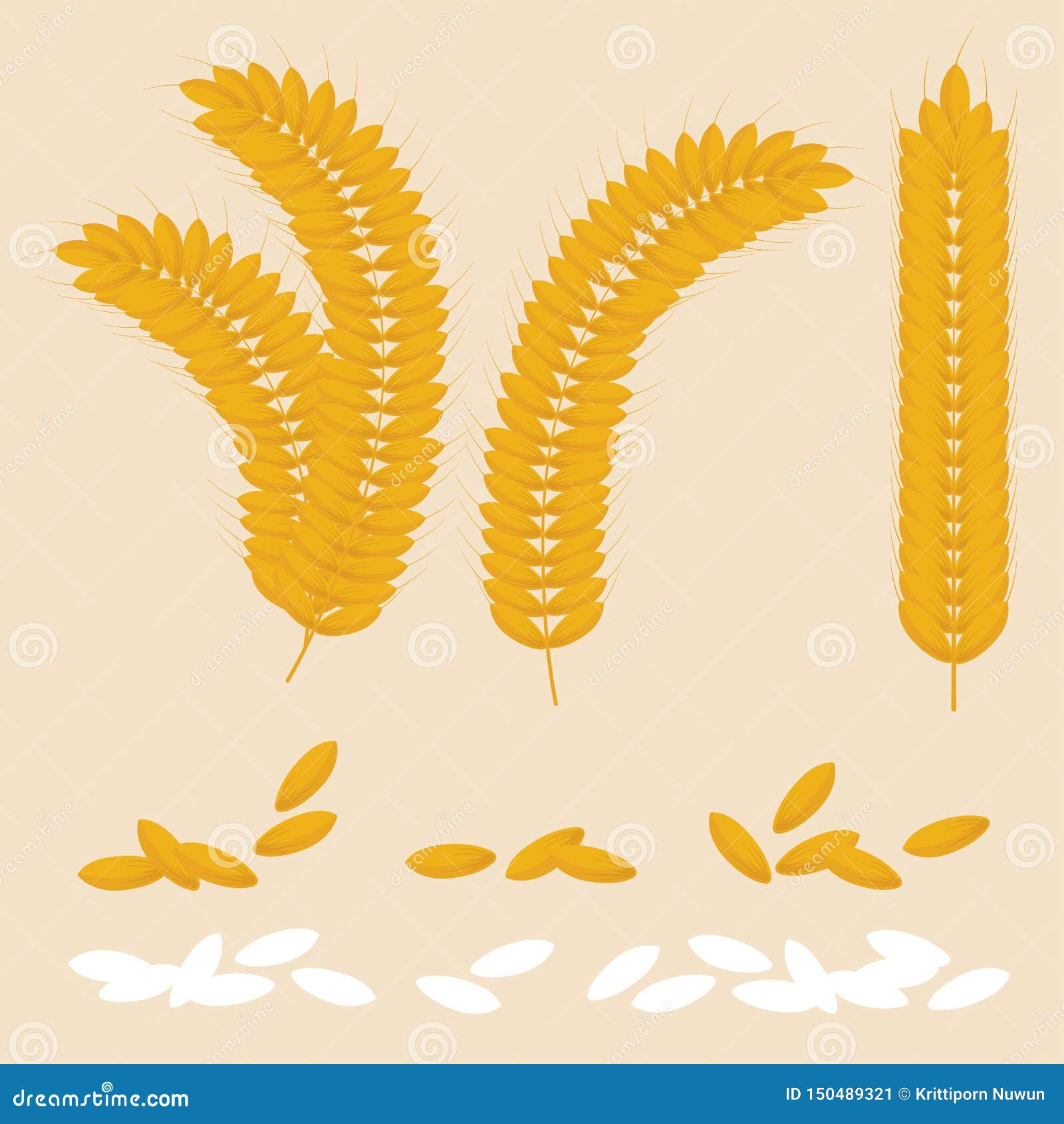 Set vector rice and wheat stock vector. Illustration of cereal - 150489321