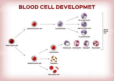 Blood Cell Development / Stem Cell are Transform To Platelet White and ...