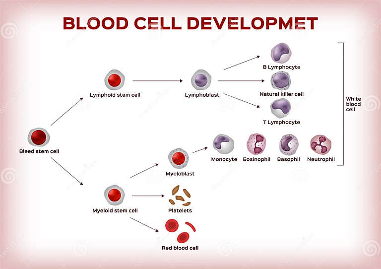 Blood Cell Development / Stem Cell are Transform To Platelet White and ...