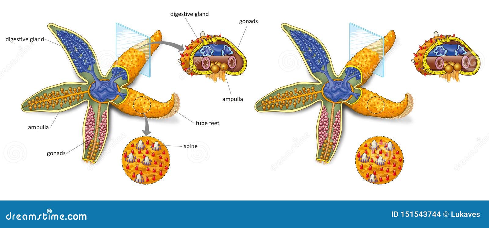 Gonads Stock Illustrations – 16 Gonads Stock Illustrations, Vectors ...