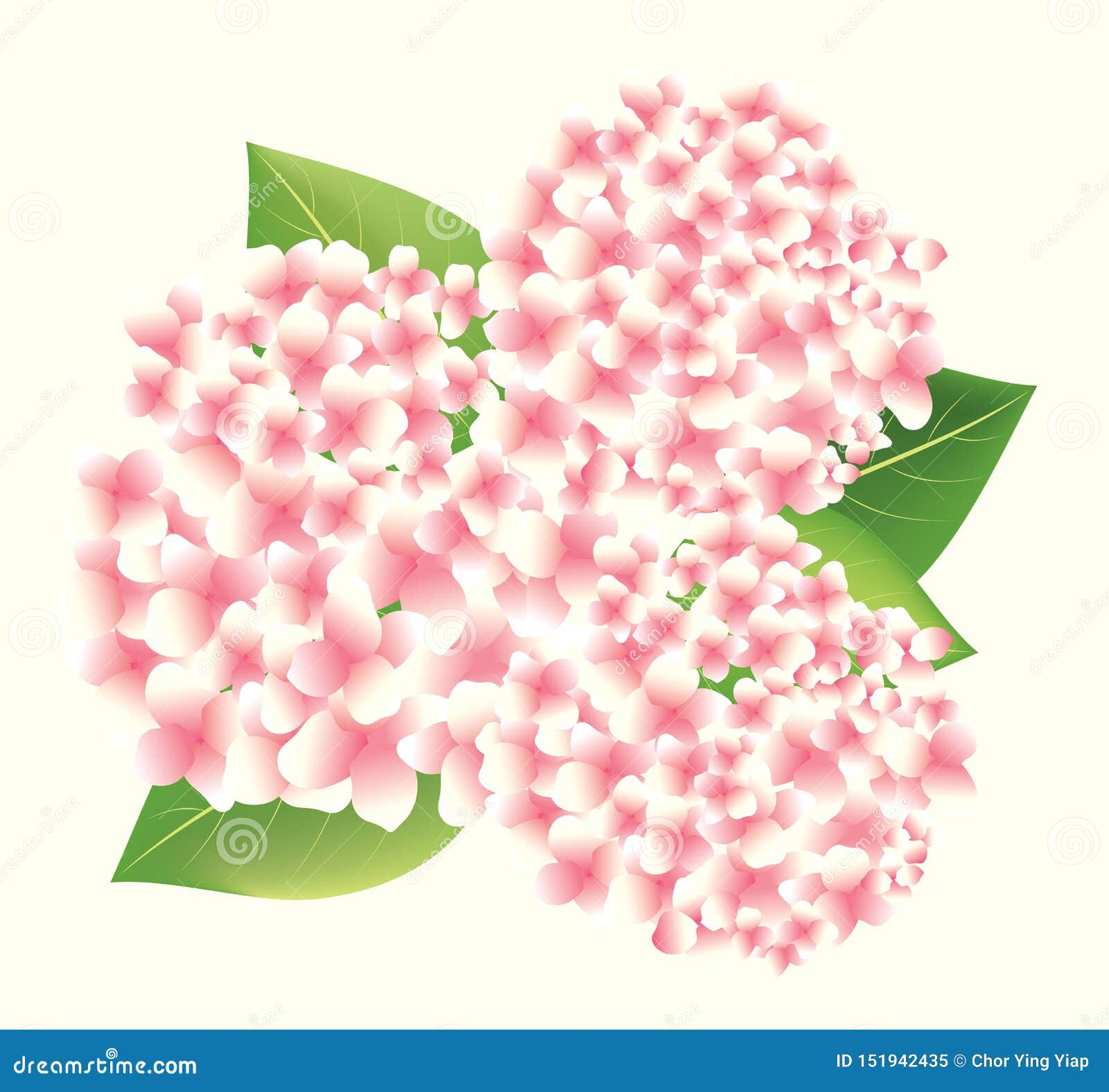 Set Of Hydrangeas Isolated On White Background. Hand Drawn Vect Royalty ...