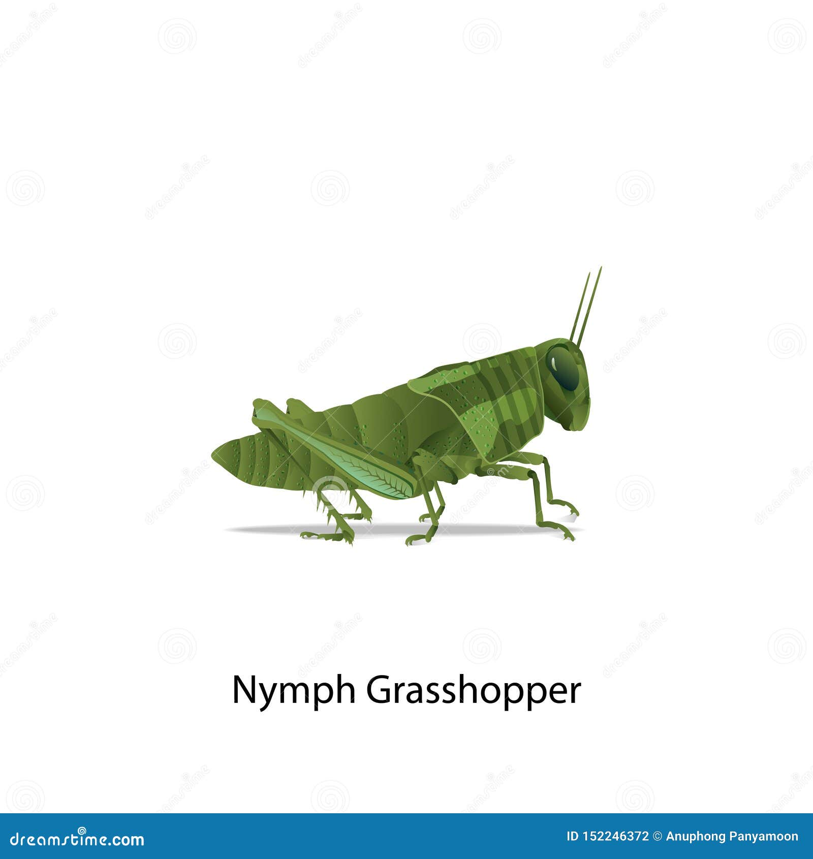 Nymph Grasshopper Stock Illustrations – 9 Nymph Grasshopper Stock ...