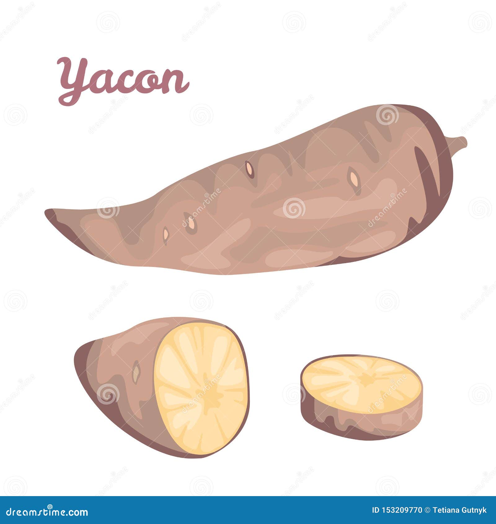 Yacon. Vector Illustration of a Sweet Root. Stock Vector - Illustration ...