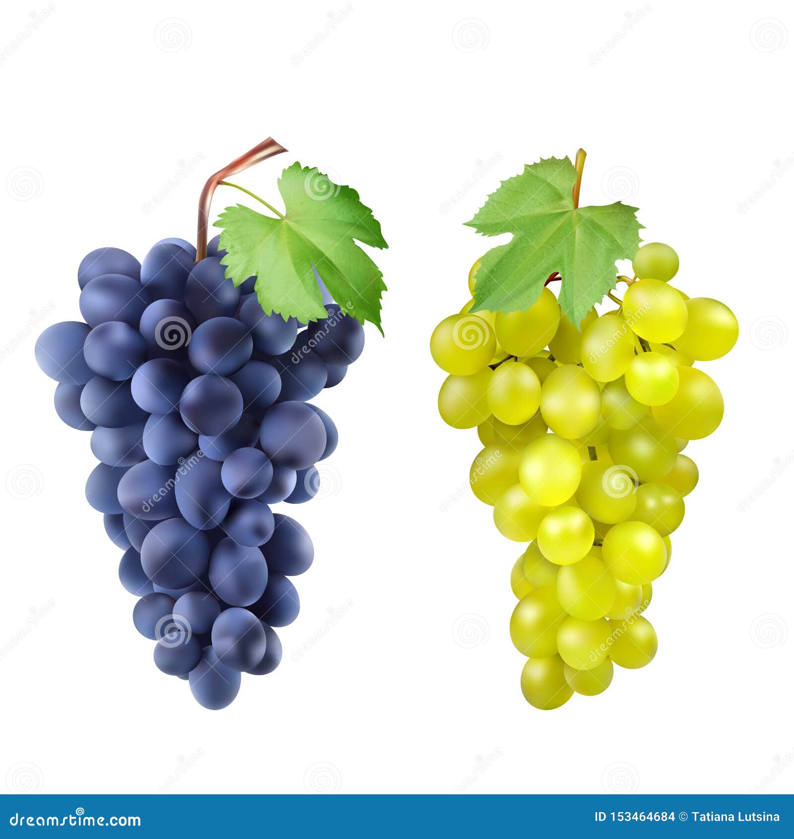 Grapes Fruit Design