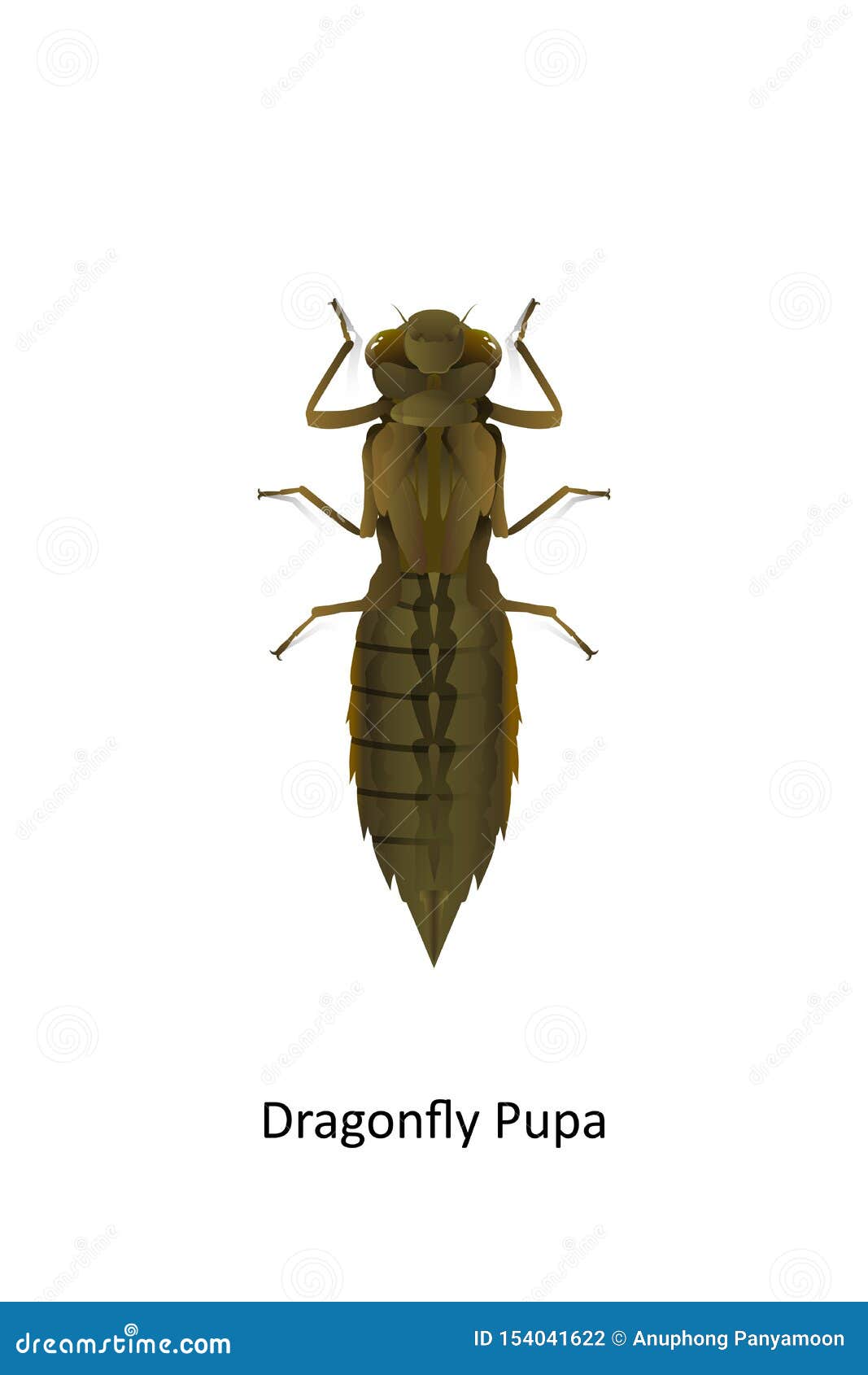 Nymph of Dragonfly on White Background.Insect Predator and Vegetarian ...