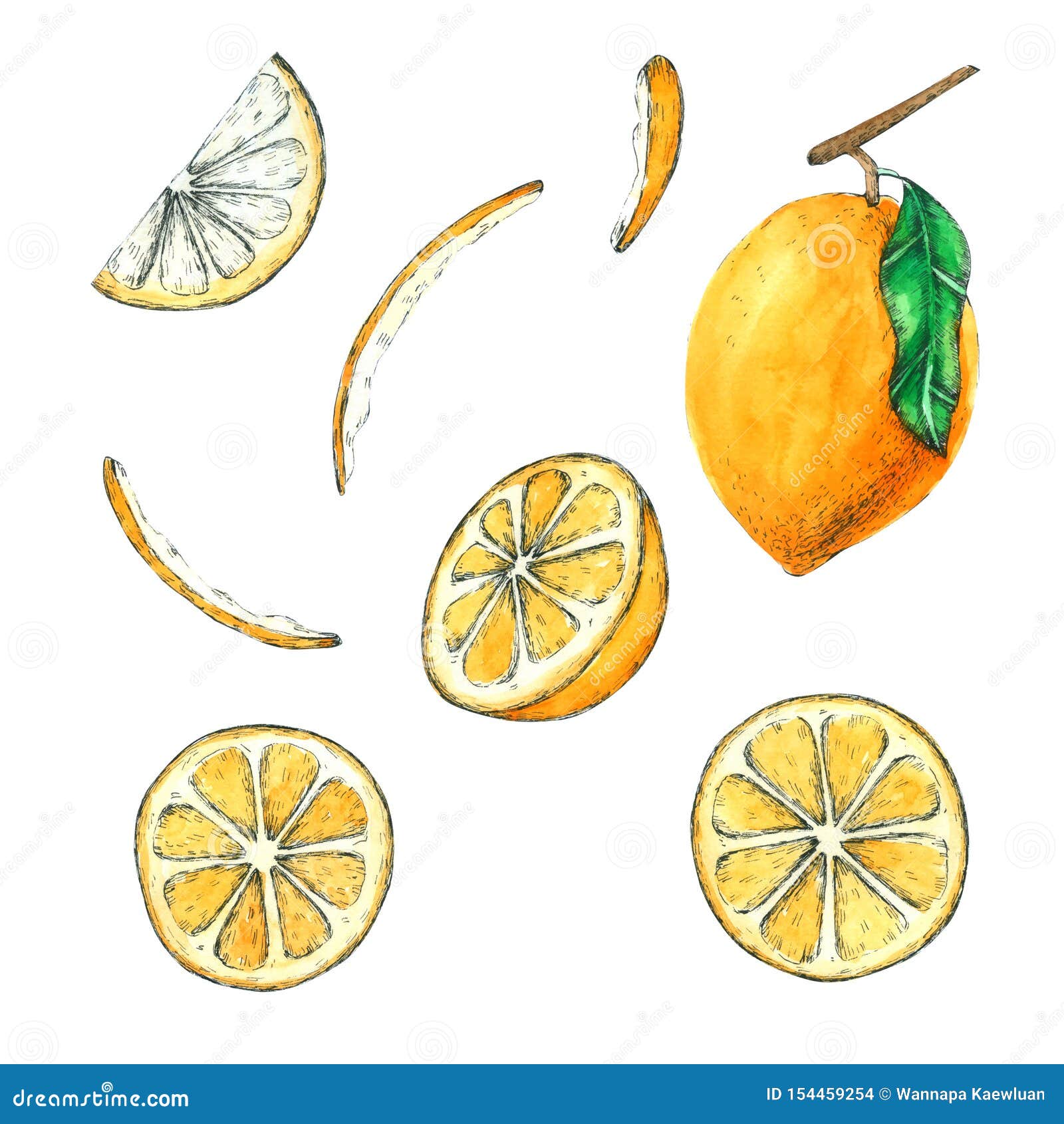 Lemon Watercolor Collection Hand Drawn Painting Stock Vector ...