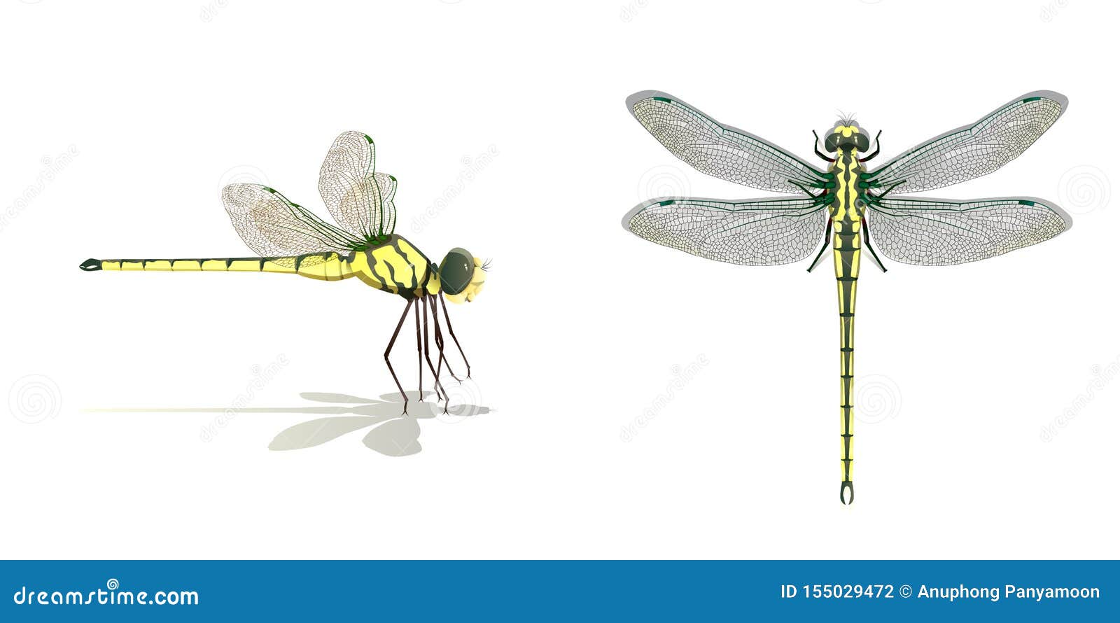 Dragonfly View From Above, Black And White Monochrome Illustration ...