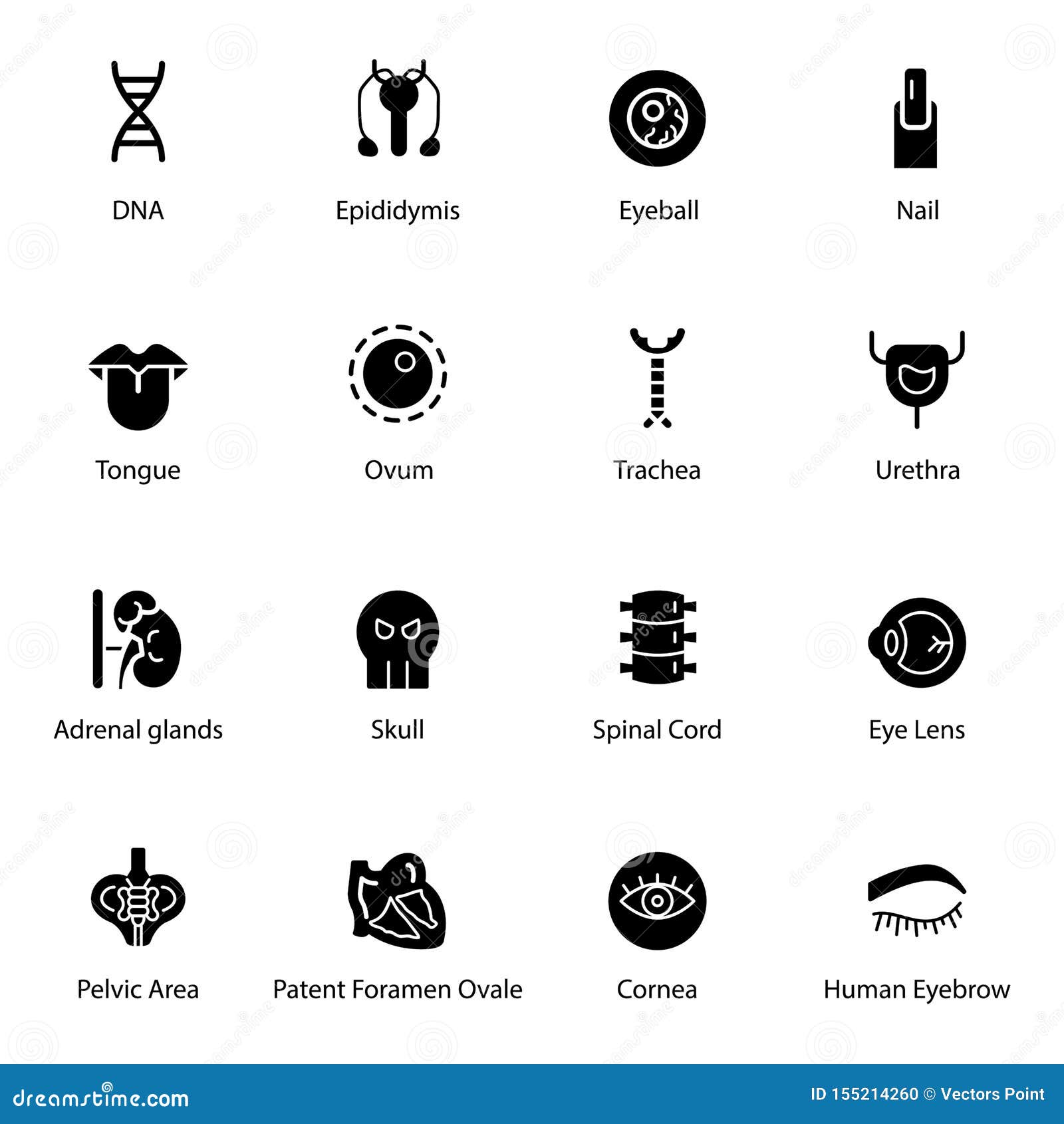 Human Body Organs Solid Icons Stock Vector - Illustration of cord ...