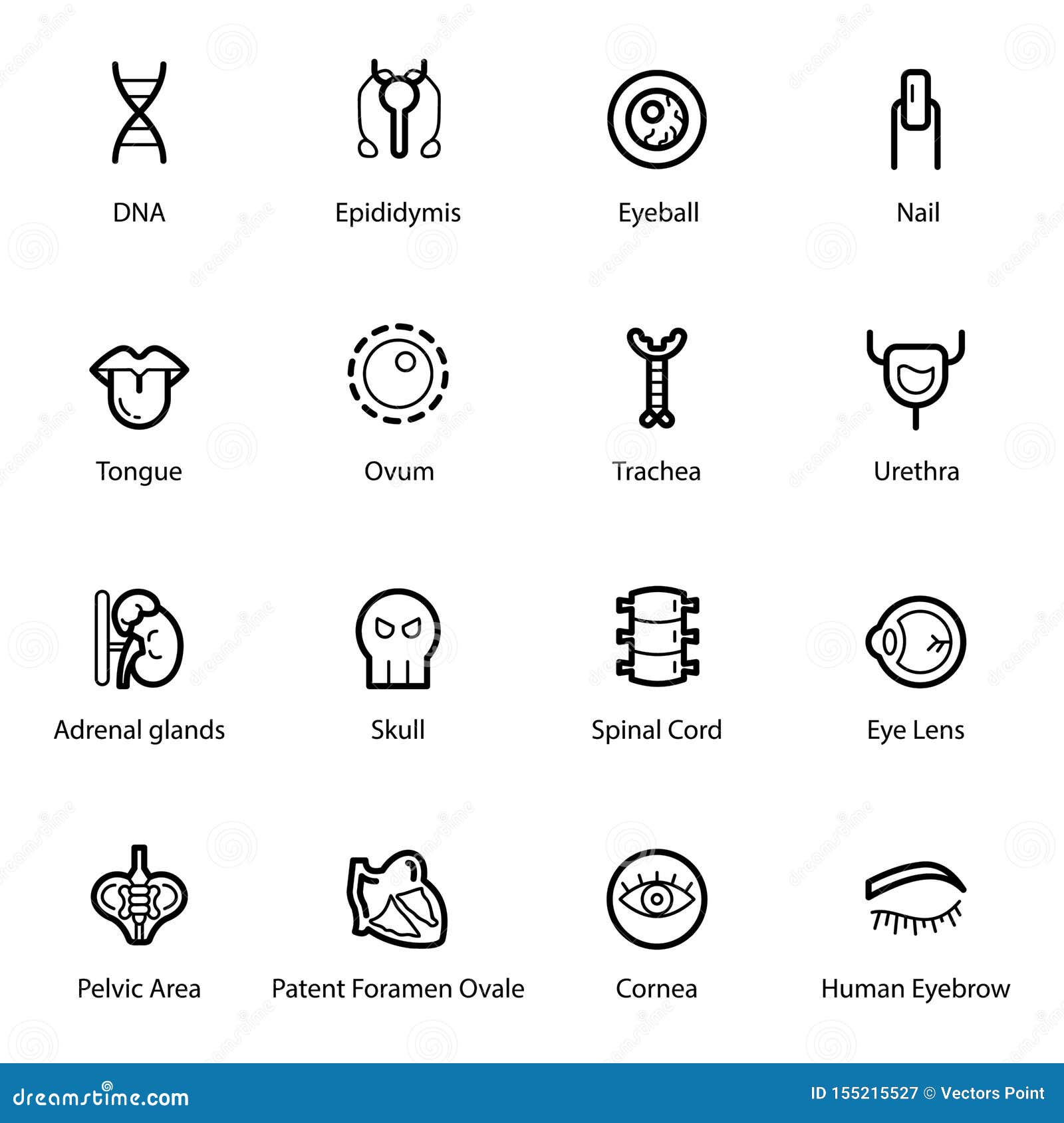 Human Body Organs Line Icons Stock Vector - Illustration of structure ...
