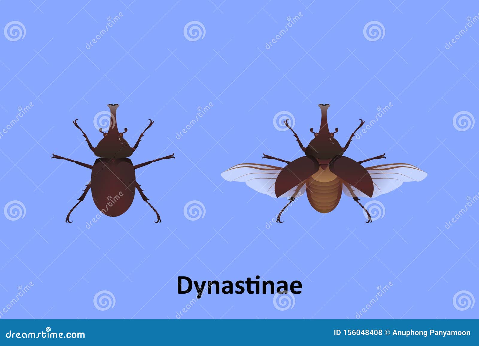 The Life Cycle of the Dynastinae Stock Vector - Illustration of nature ...