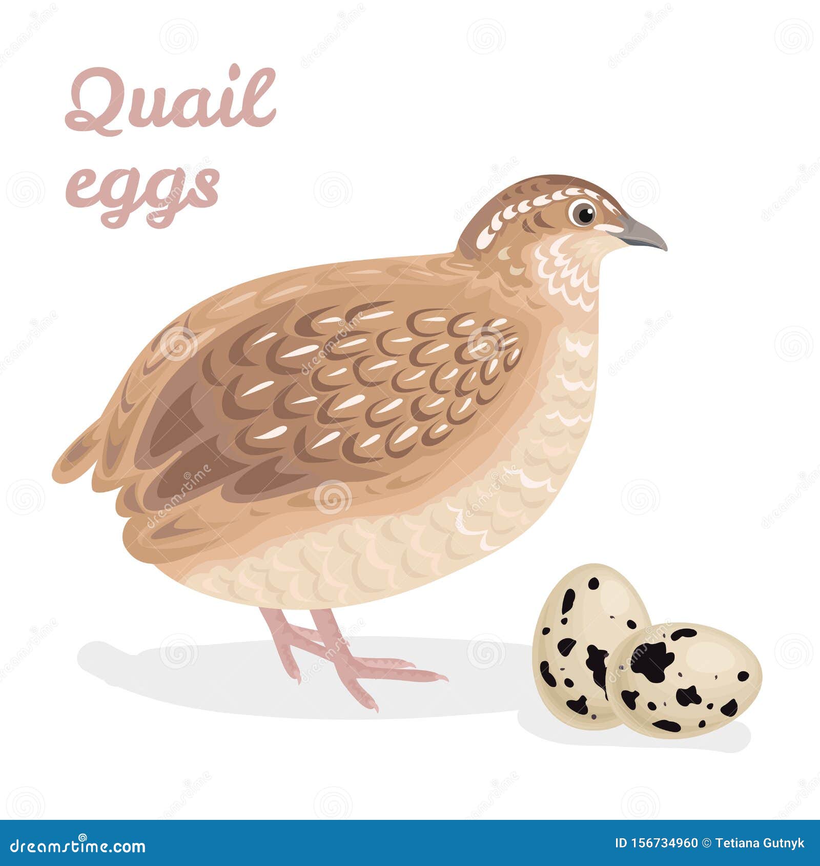 Quail Bird and Eggs Isolated Stock Vector - Illustration of eggs ...