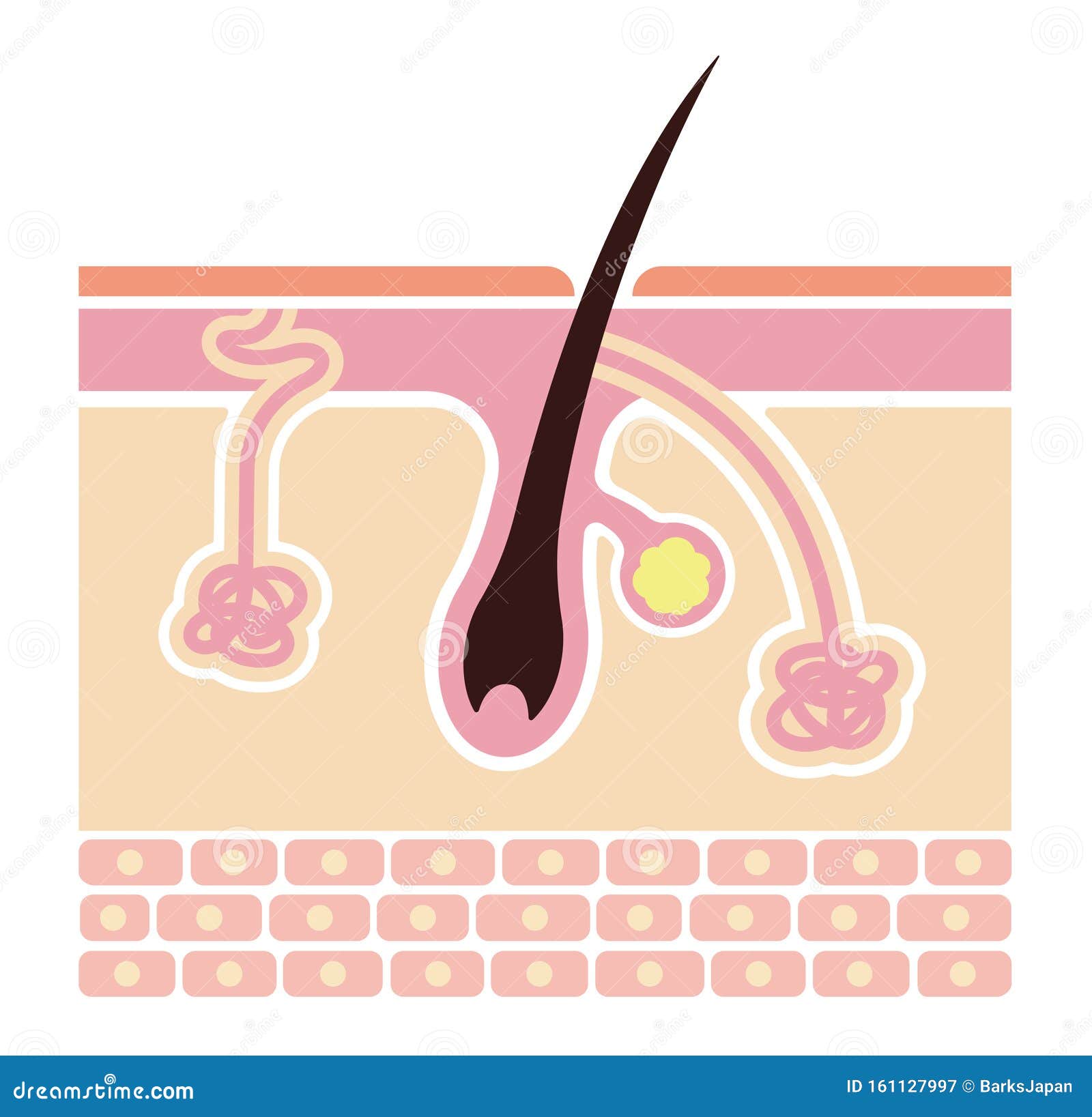 Sweat Glands. Apocrine And Eccrine Gland Anatomy. Cross Section Vector ...