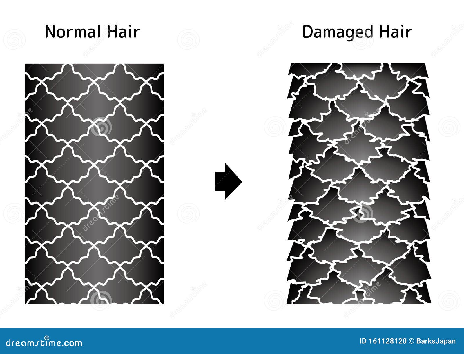 Comparison Illustration of Healthy Hair and Damaged Hair. Stock Vector ...
