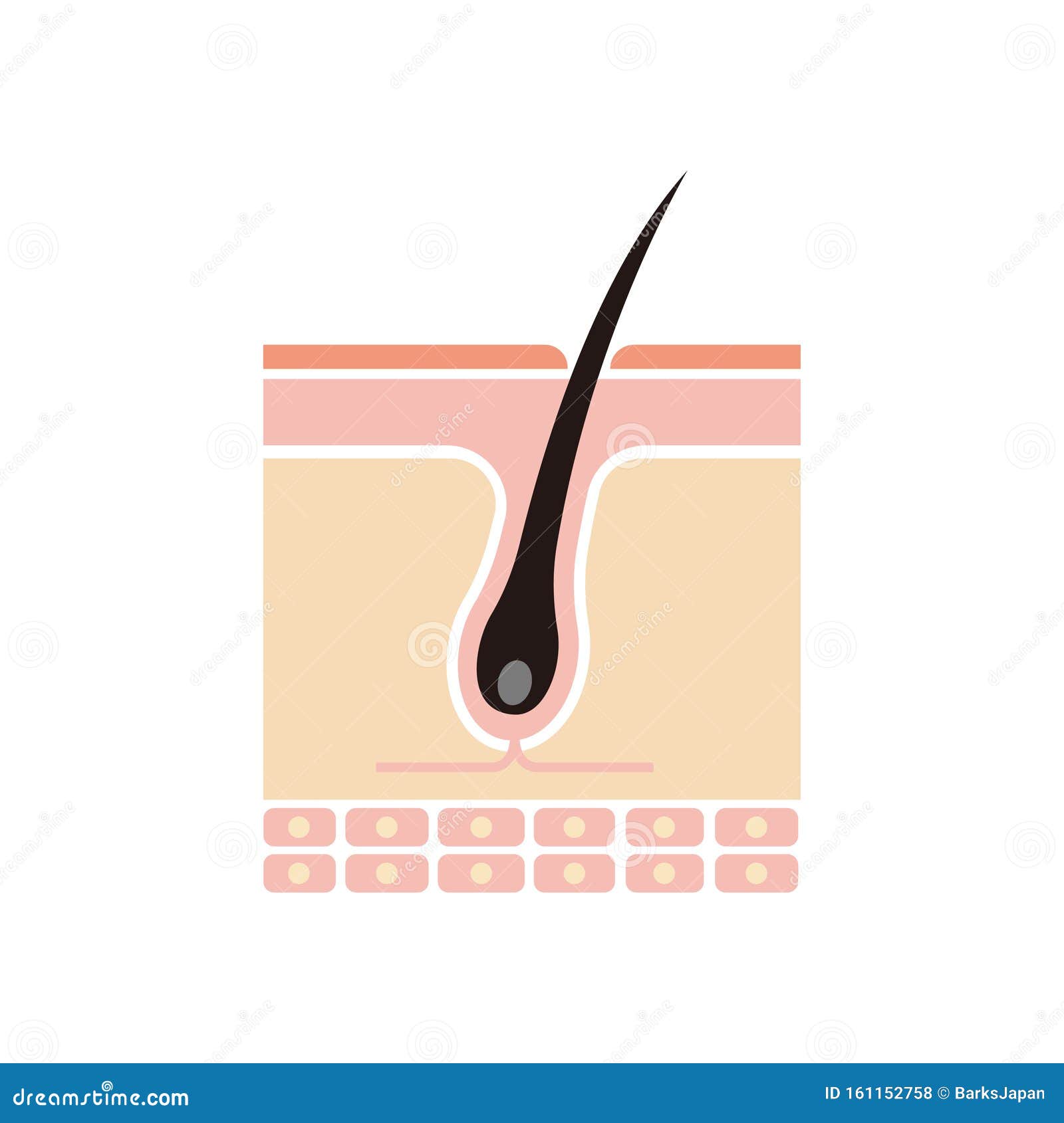 Structure Illustration of the Scalp / Normal Hair Stock Vector ...