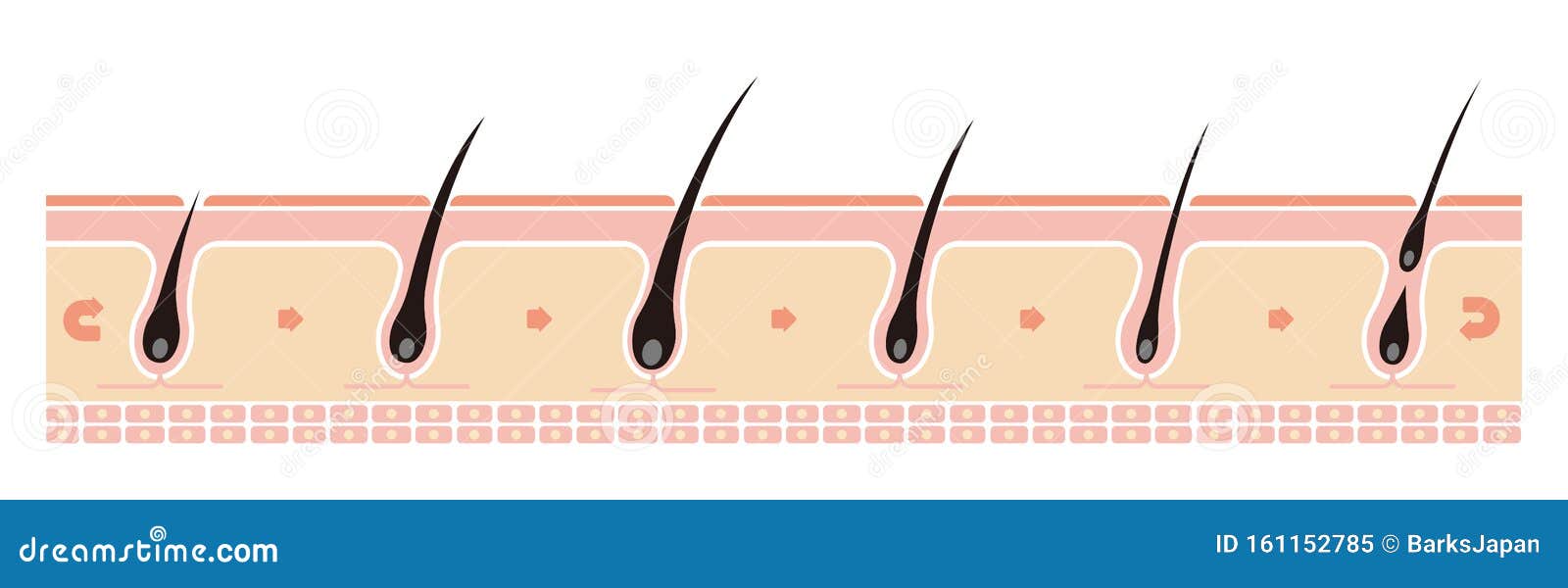 Normal Hair Cycle Illustration Stock Vector - Illustration of follicle ...