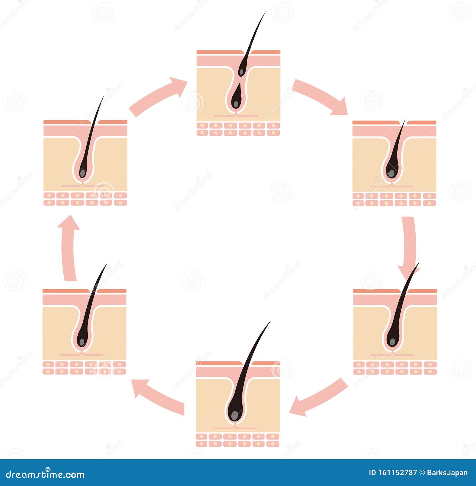 Normal Hair Cycle Illustration Stock Vector - Illustration of medical ...