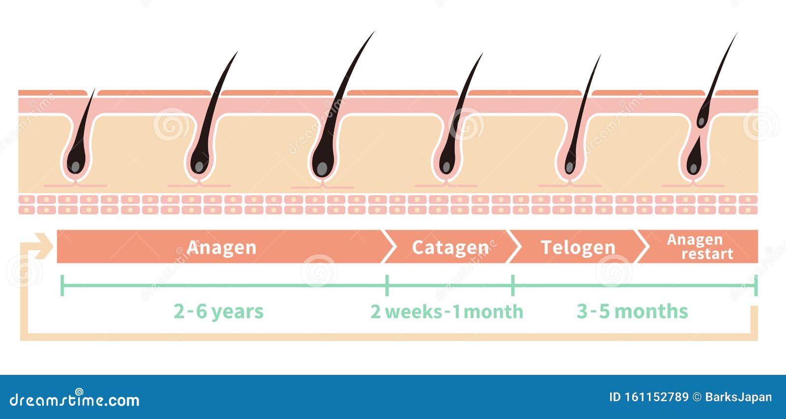 Normal Hair Cycle Illustration Stock Vector - Illustration of dermal ...
