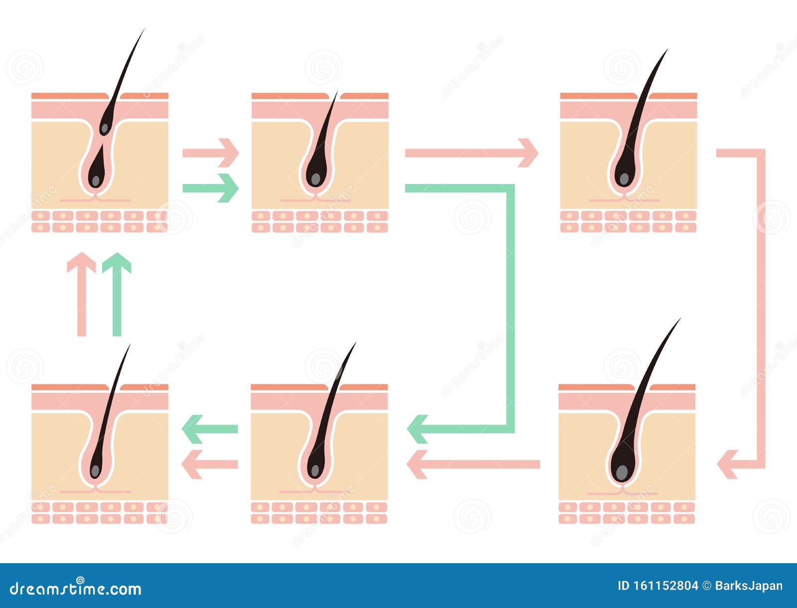 Normal Hair Cycle Illustration | CartoonDealer.com #161152790