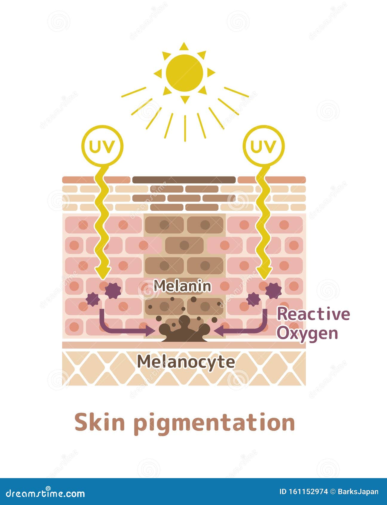 Mechanism of Skin Pigmentation Illustration Stock Vector - Illustration ...