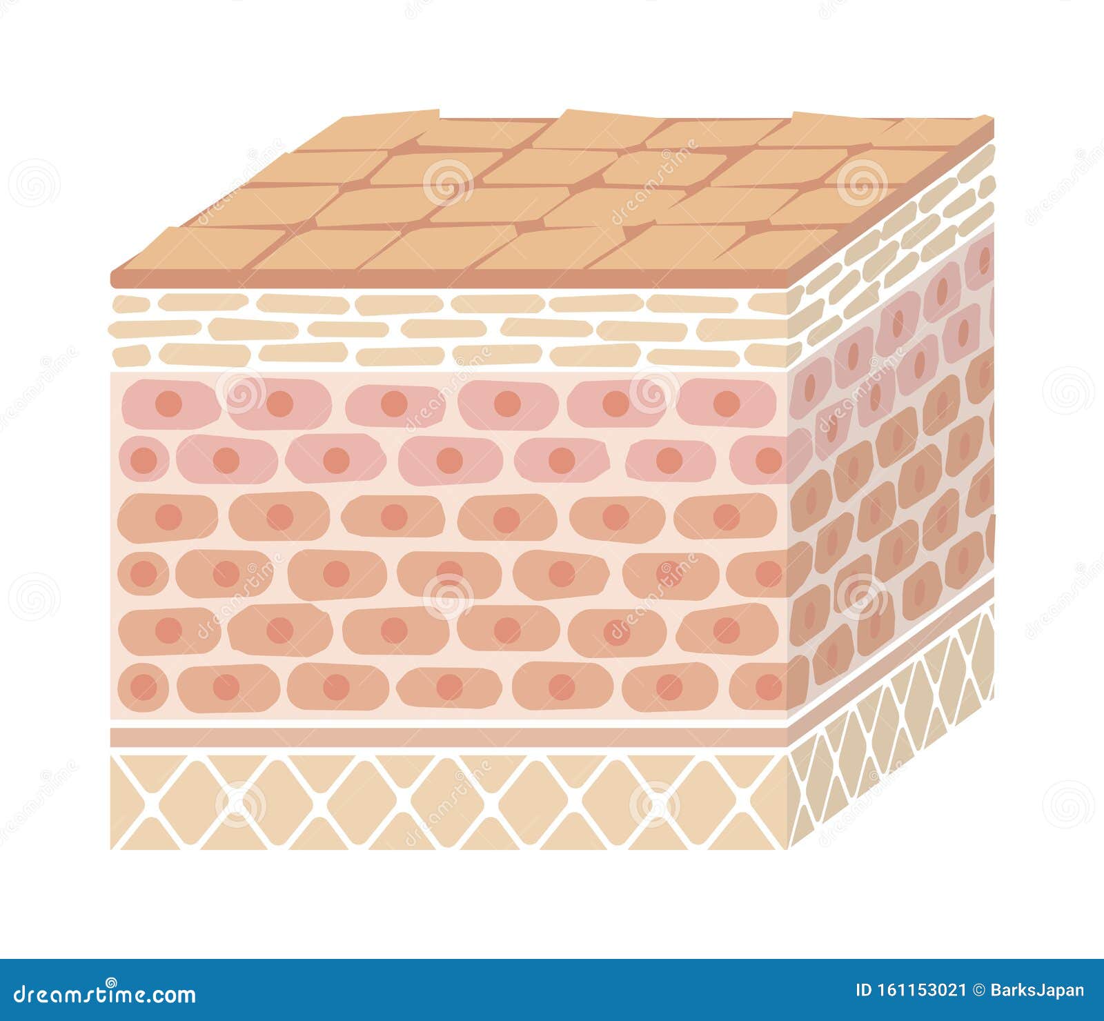 Damaged Skin Barrier Vector On White Background. Royalty-Free Cartoon ...